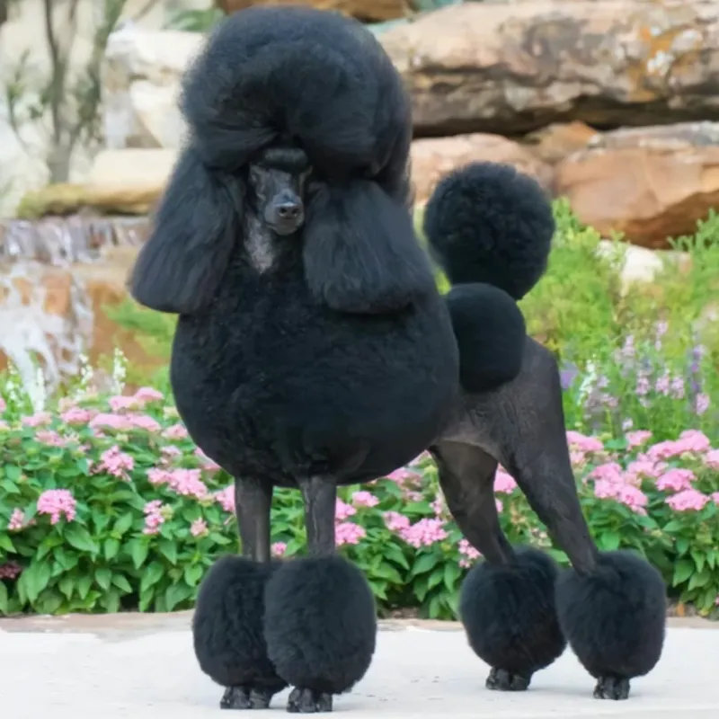 Poodle Poodle Poodle Poodle - Free 3D Print Model - MakerWorld