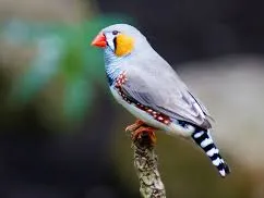 Not Bird - Free 3D Print Model - MakerWorld