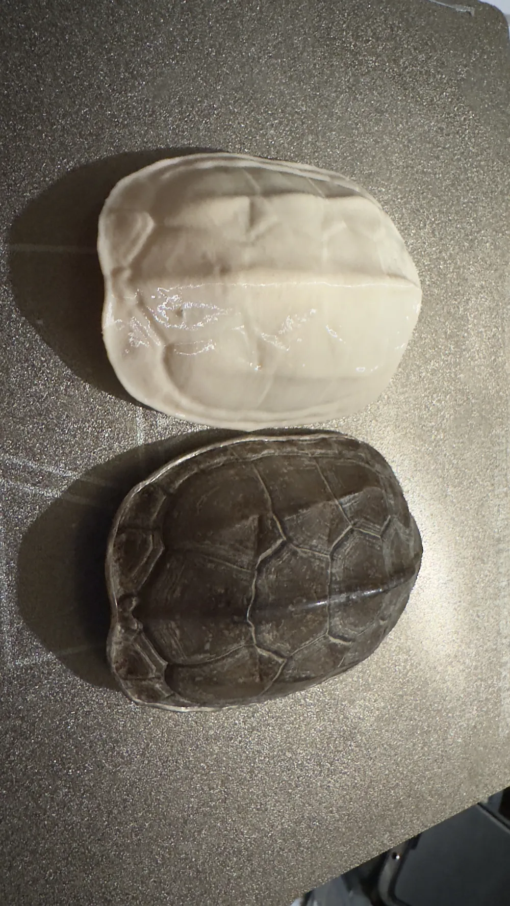Turtle Shell Chazhe - Free 3D Print Model - MakerWorld