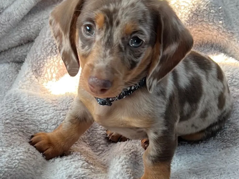 Lee's Race car - Free 3D Print Model - MakerWorld