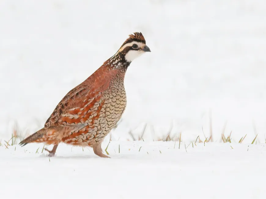 Northern Bobwhite Caller - Free 3D Print Model - MakerWorld