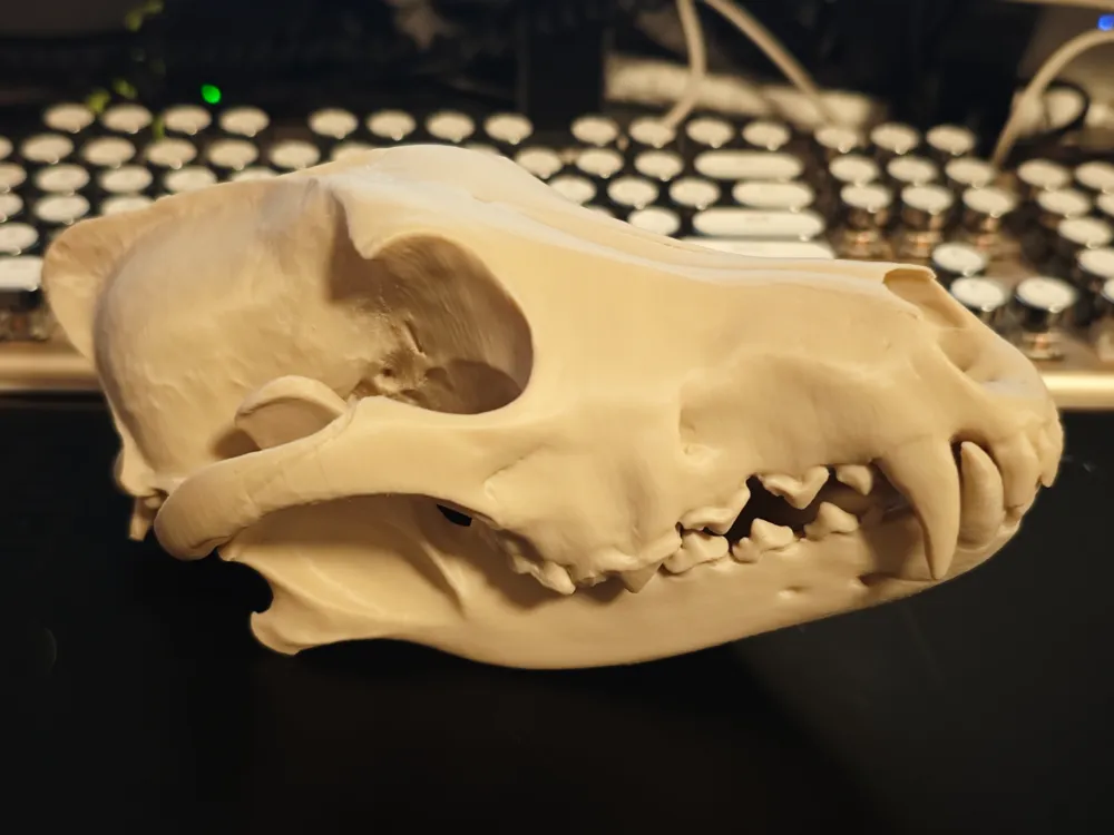 Symmetrically repaired wolf skull - Free 3D Print Model - MakerWorld