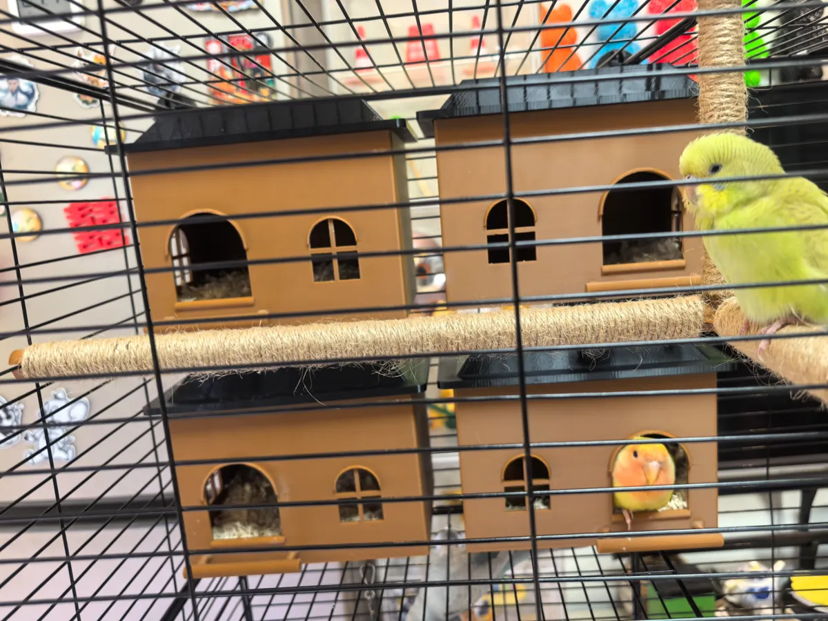 Parrot house Parrot house Parrot breeding box - Free 3D Print Model ...