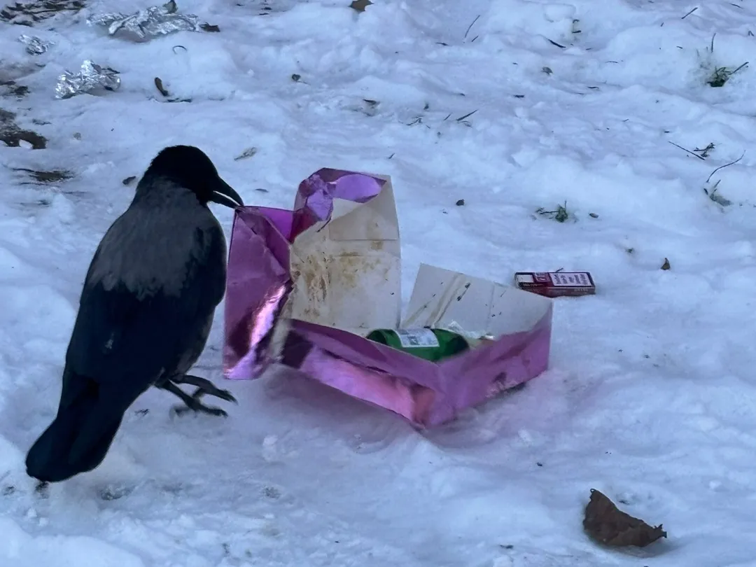Raven and trash - Free 3D Print Model - MakerWorld