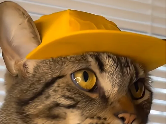 Kitten Baseball Cap / Pet Baseball Cap / Cat Baseball Cap / Cat Hat ...