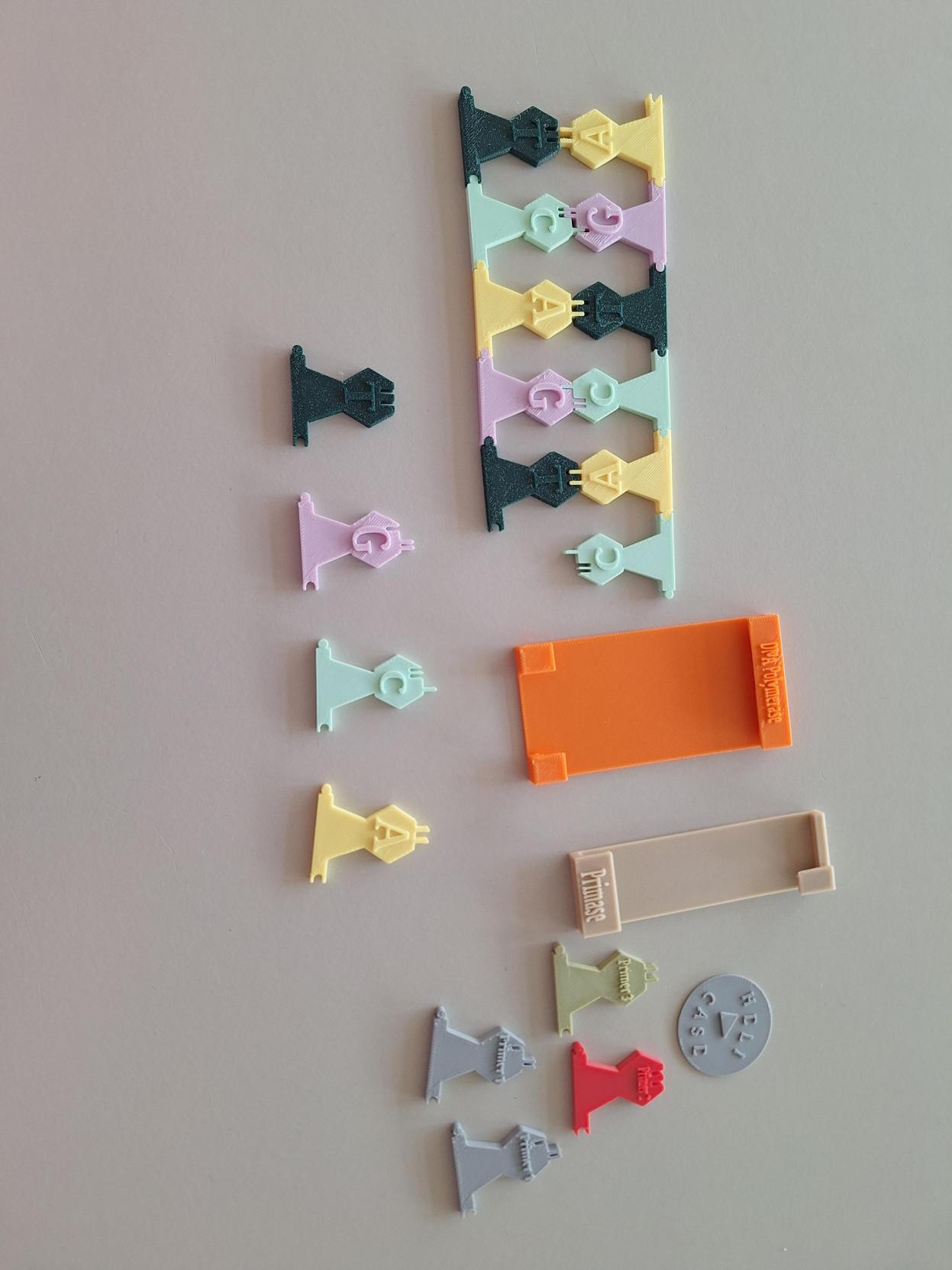 DNA-Replication - Free 3D Print Model - MakerWorld