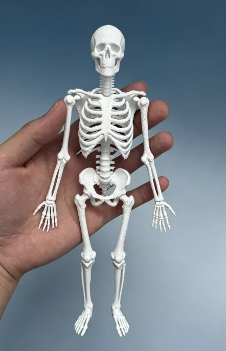 Human Skeleton Biology Teaching Model - Free 3D Print Model - MakerWorld