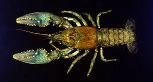 crawdad - Free 3D Print Model - MakerWorld