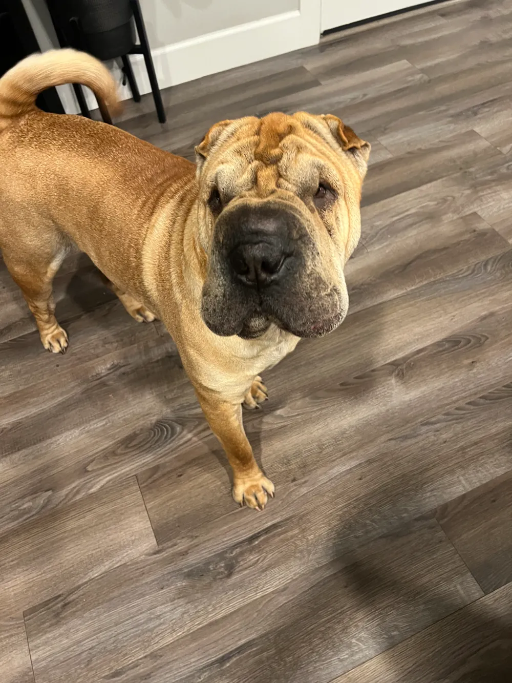 Shar Pei Dog - Free 3D Print Model - MakerWorld