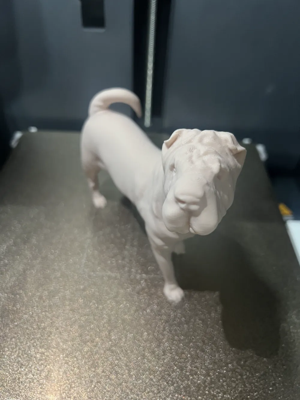 Shar Pei Dog by user_918204822 MakerWorld: Download Free 3D Models