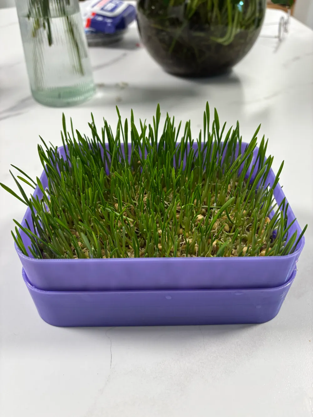 Cat Grass (Wheatgrass) Hydroponic Planter - Free 3D Print Model ...