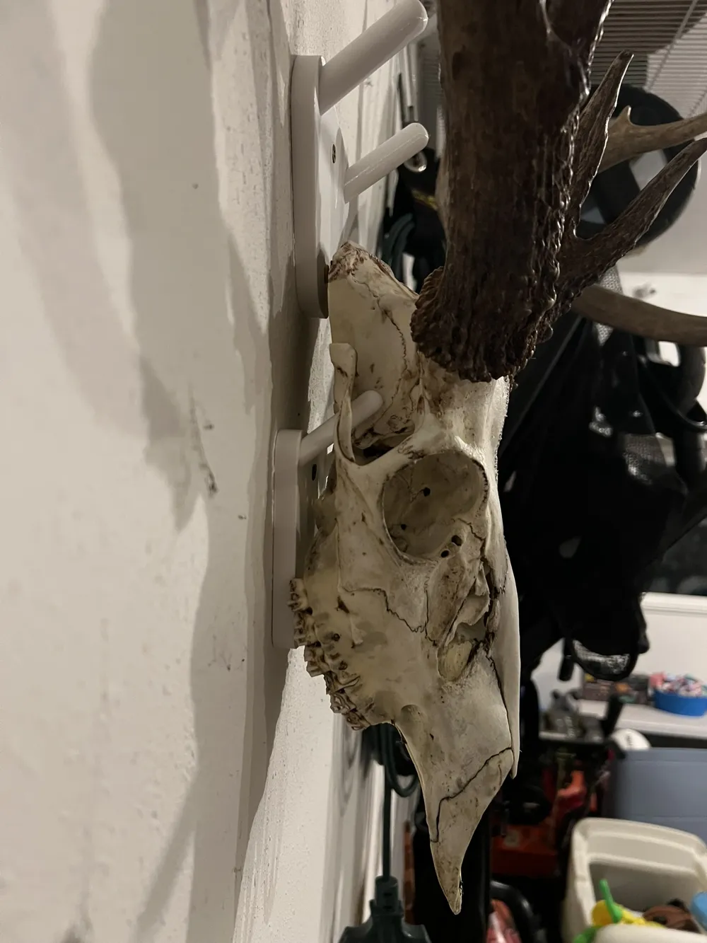 Parametric European Deer Skull Mount Whitetail - Free 3D Print Model ...