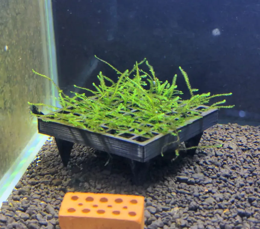 Moss Cage Aquarium by Eddythewhiz - MakerWorld