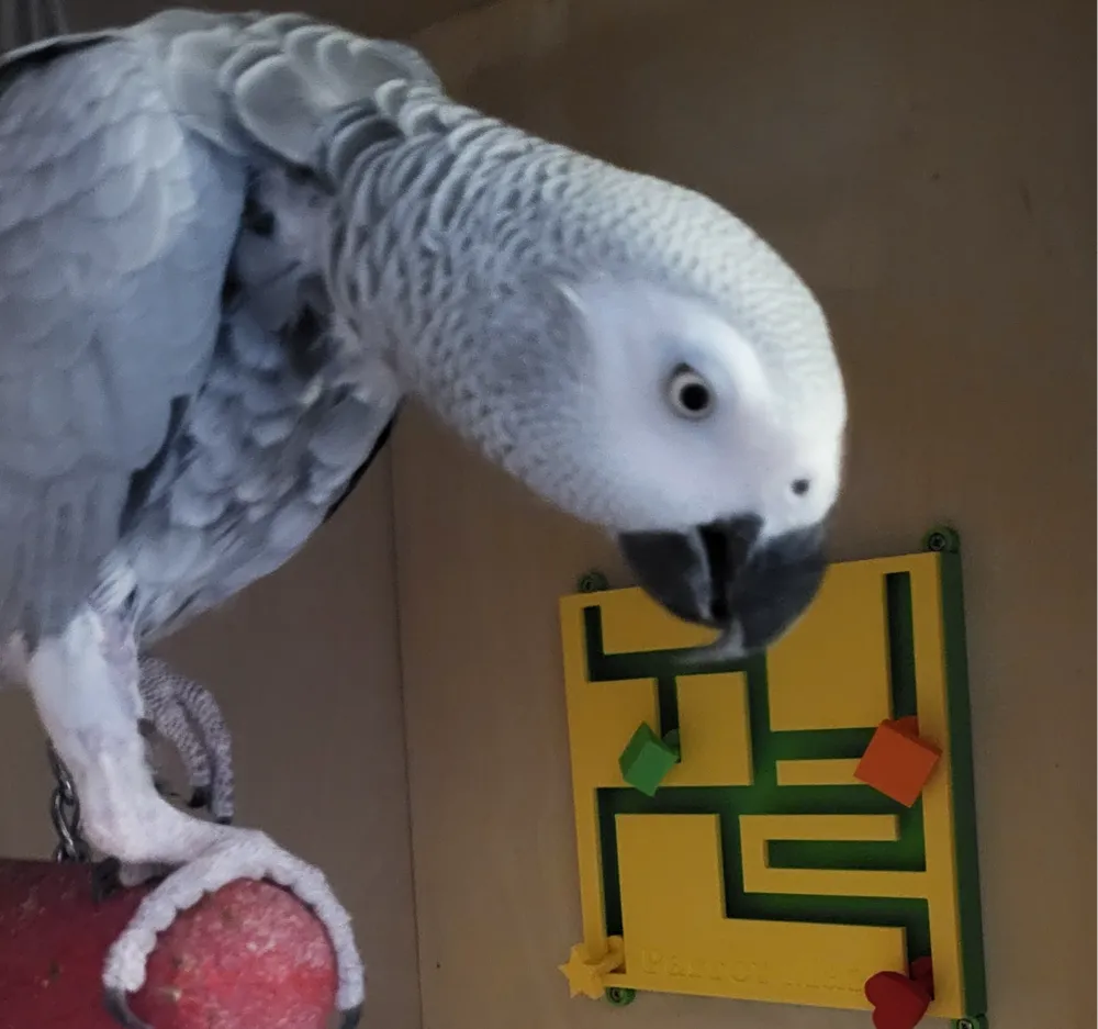 Parrot Maze Toy by Random3D MakerWorld: Download Free 3D Models