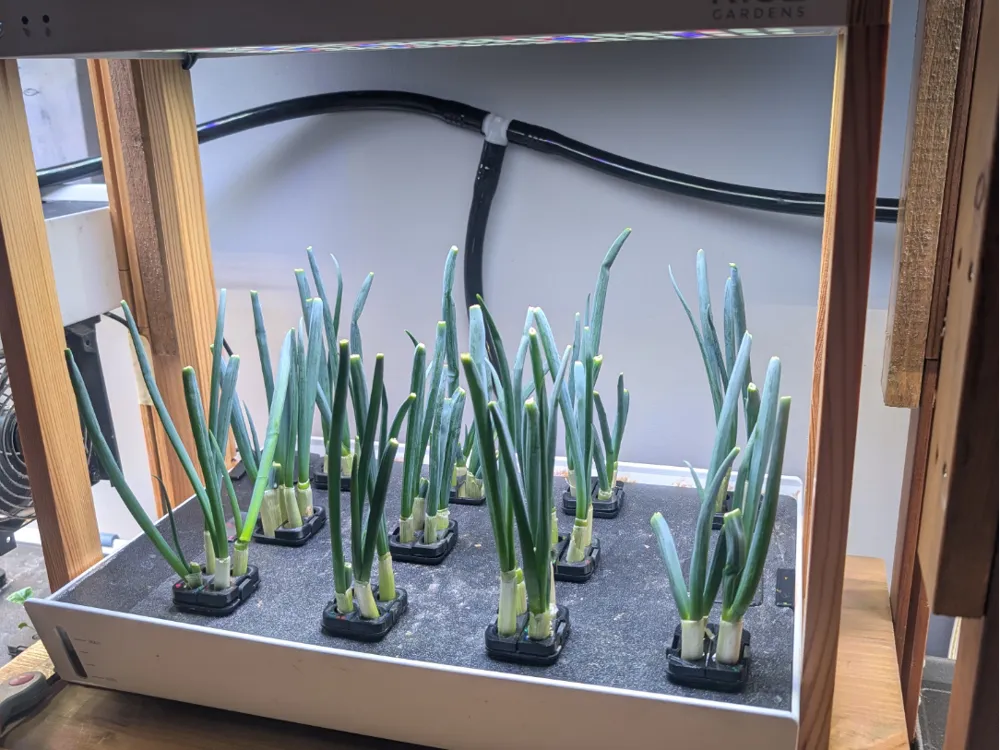 Rise Garden Green Onion Propagation Covers Remixed by Concretecabbages ...