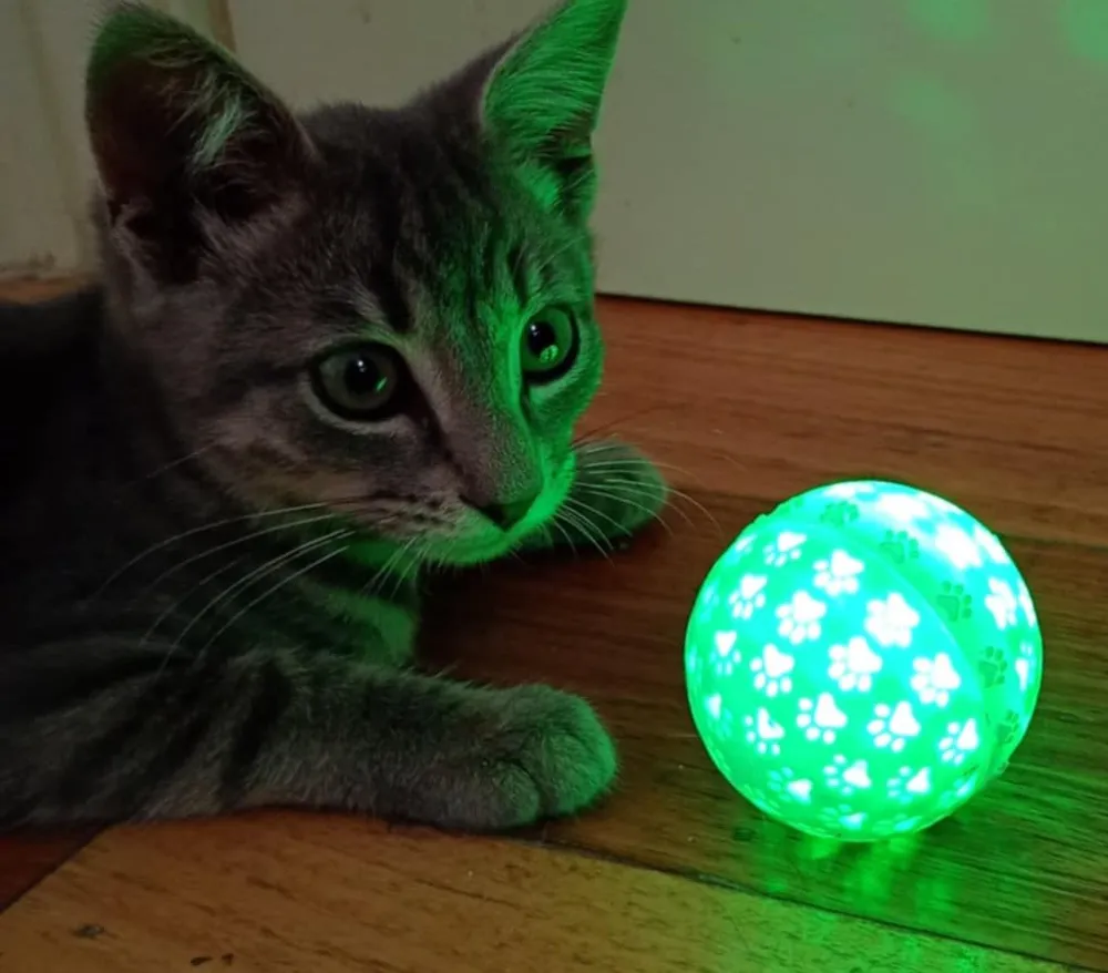 Light up cat ball toy by vali - MakerWorld