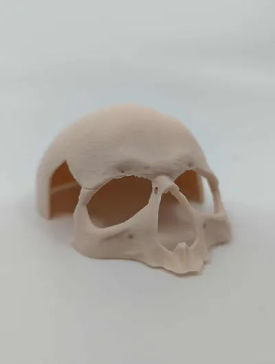 Human skull Spooky reptile hide Enrichment Decor - Free 3D Print Model ...