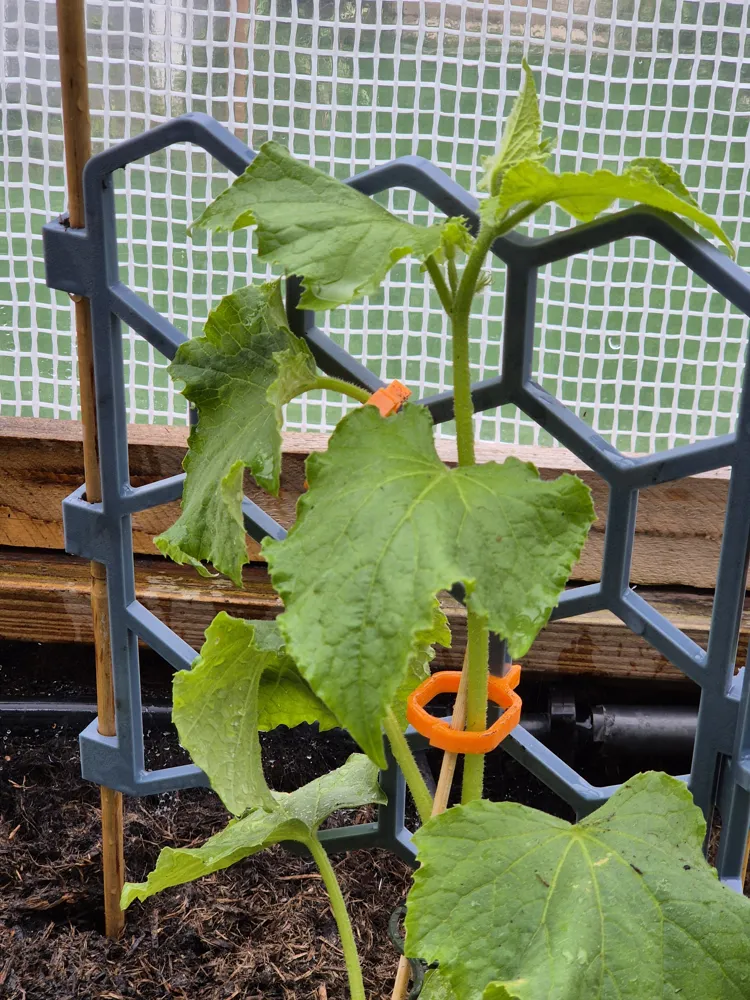 Vegetable / Plant Trellis by Pat_3D MakerWorld: Download Free 3D Models