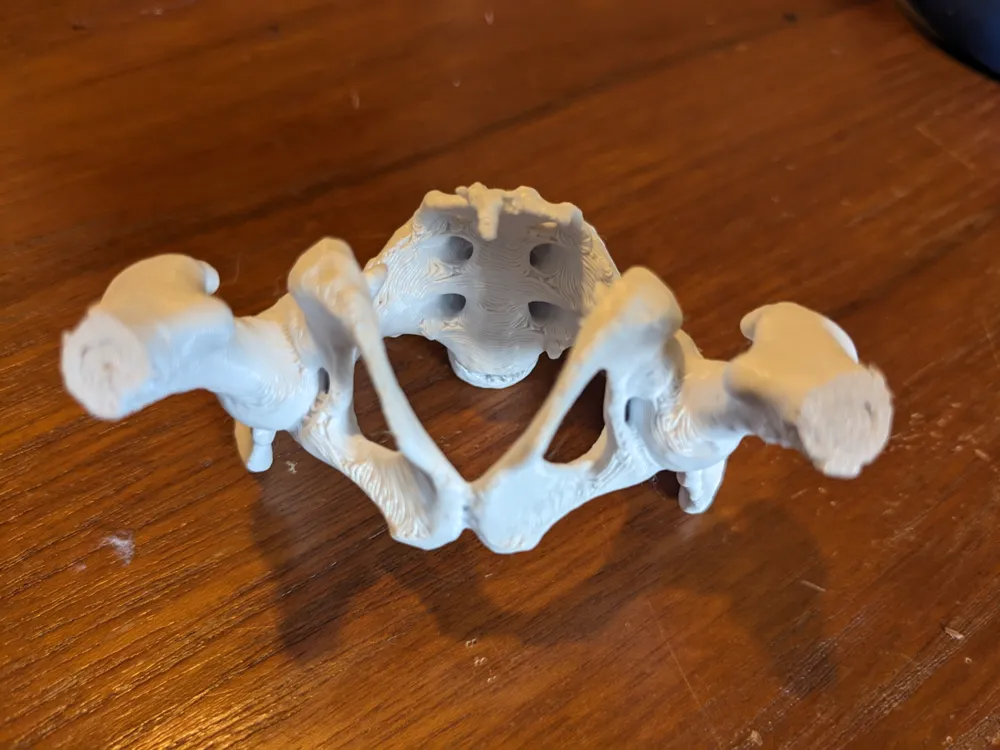 Real human pelvis - from CT scan by Robin Wilson - MakerWorld