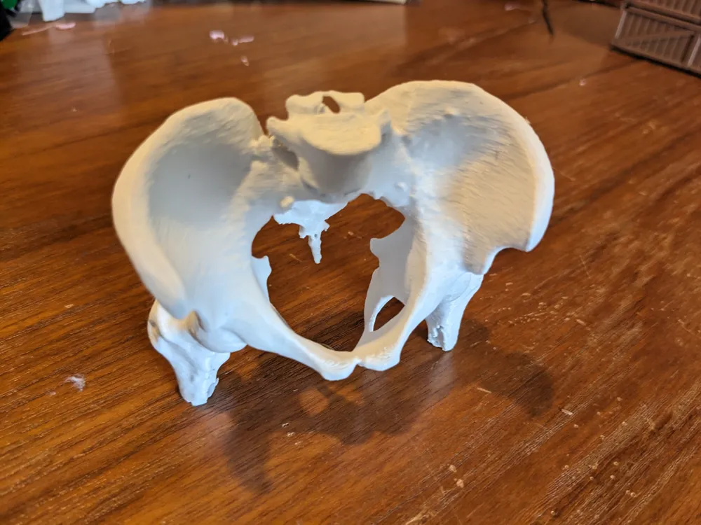 Real human pelvis - from CT scan by Robin Wilson - MakerWorld