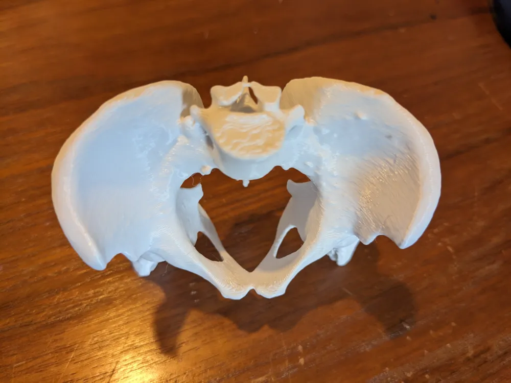 Real human pelvis - from CT scan by Robin Wilson - MakerWorld