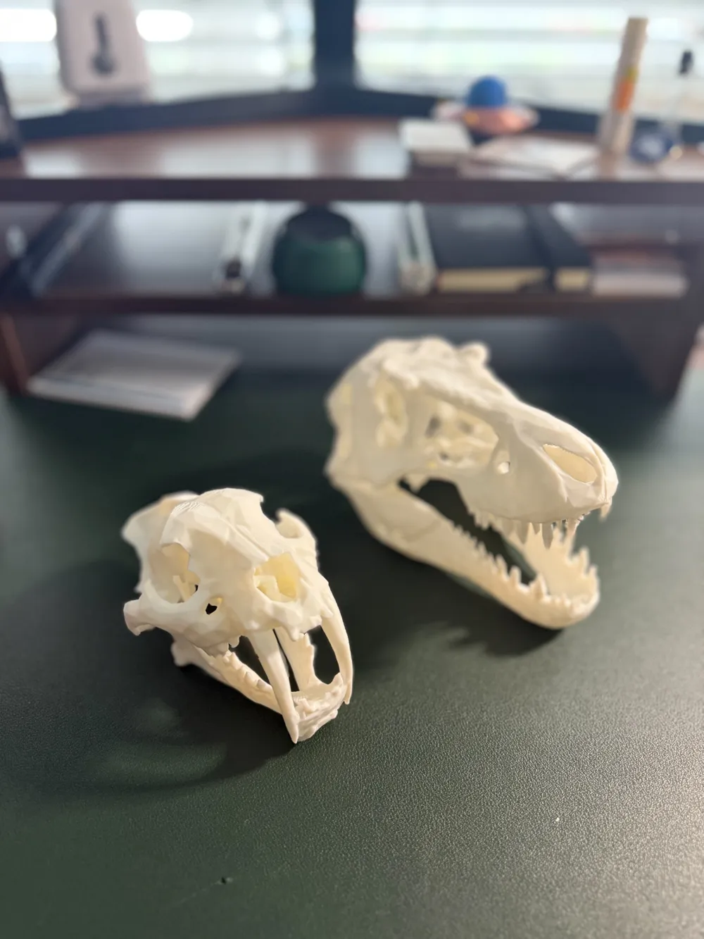 Desktop Sabertooth Tiger Skull! by Lunchbox Designs™ MakerWorld ...
