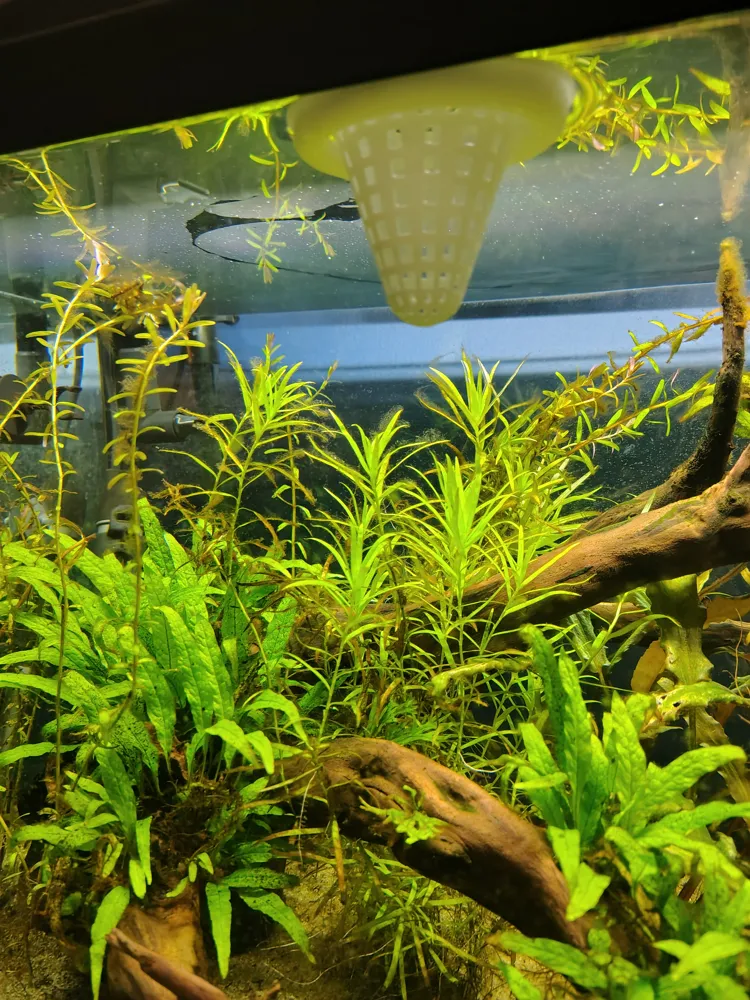 Aquarium floating fish feeder by Kamiszcz MakerWorld: Download Free 3D ...