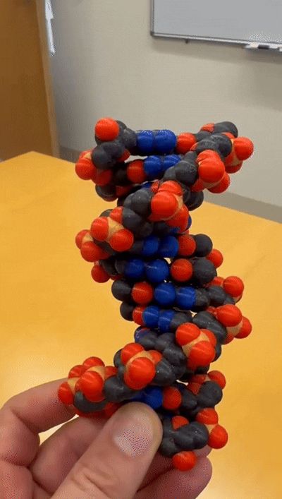 DNA molecule | Collection - MakerWorld: Download Free 3D Models