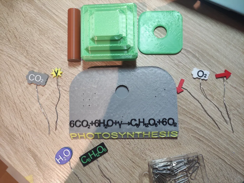 Photosynthesis Model by Aleolle - MakerWorld