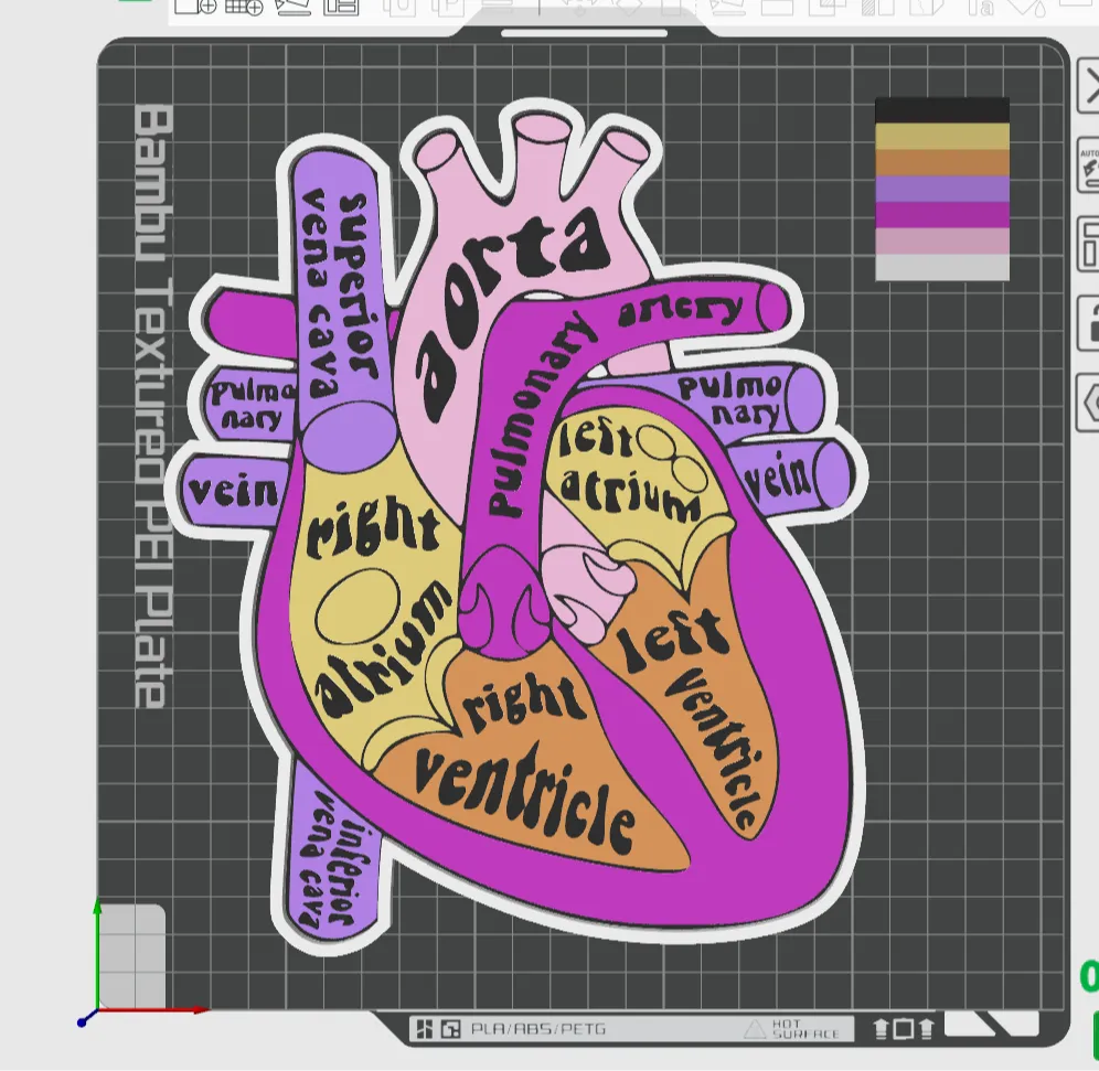 Biological heart diagram by 2D or not 2D, That is the question - MakerWorld