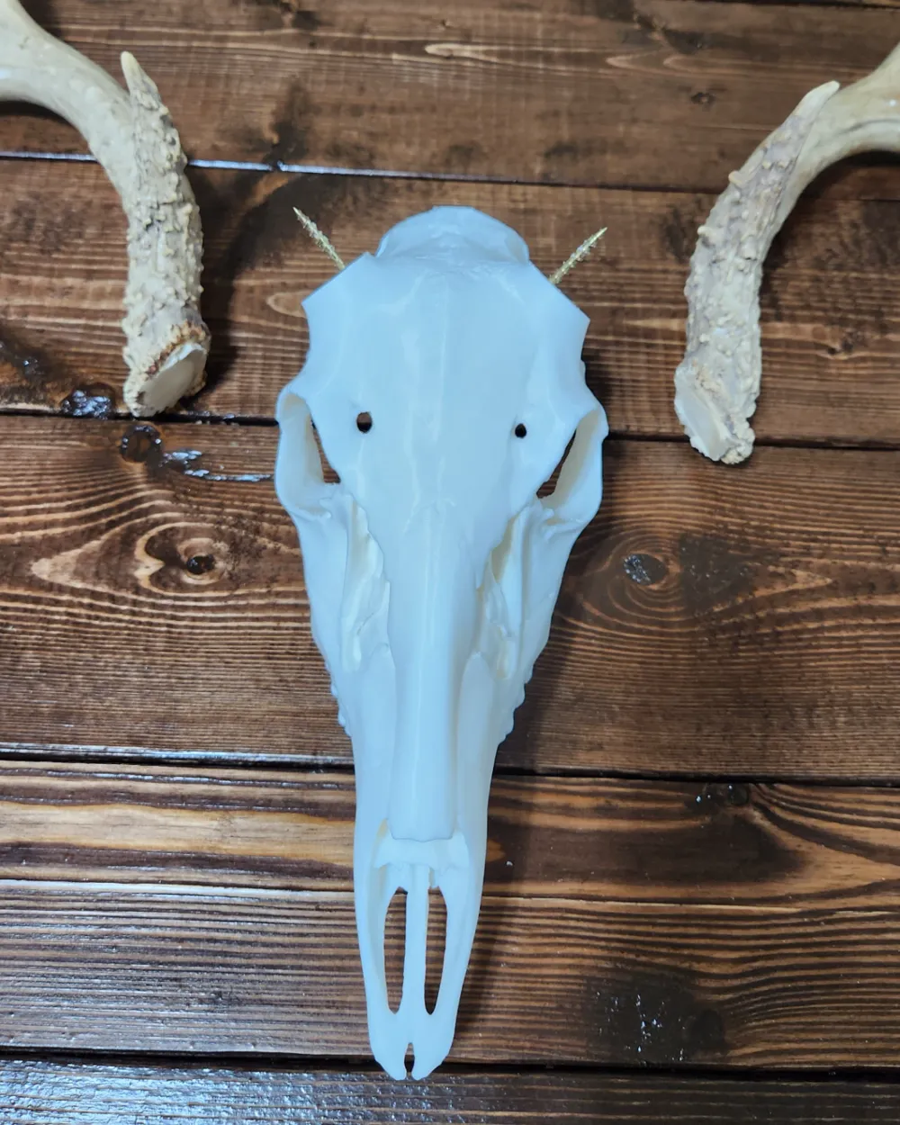 Deer Antler Skull Mount - Whitetail Buck - Free 3D Print Model - MakerWorld