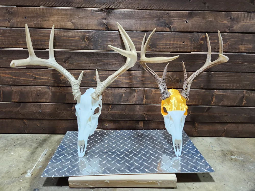 Deer Antler Skull Mount - Whitetail Buck - Free 3D Print Model - MakerWorld