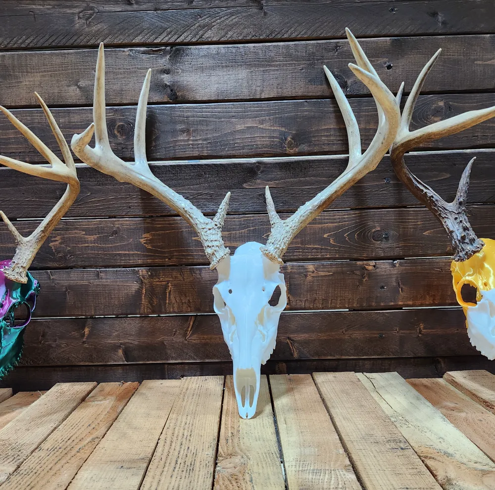 Deer Antler Skull Mount - Whitetail Buck - Free 3D Print Model - MakerWorld