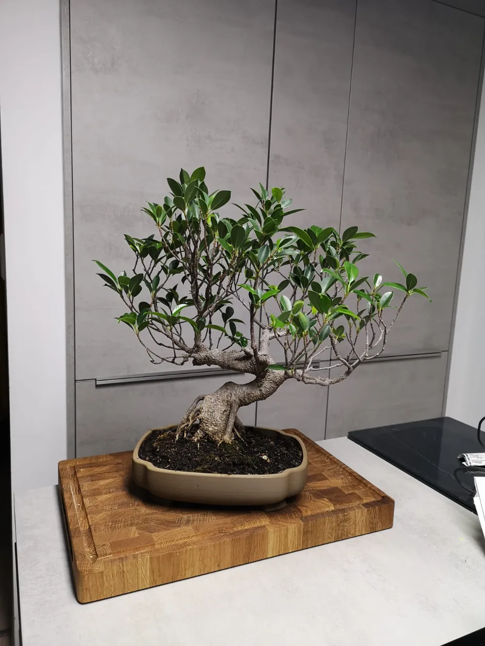 Traditional Bonsai Pot by TheBunnyLadyMakerWorld: Download Free 3D Models