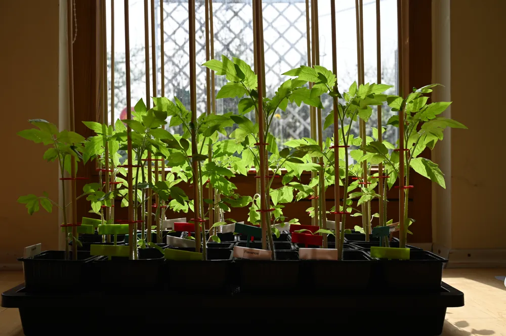 PflanzenClip / Plant Clip von Timo - MakerWorld