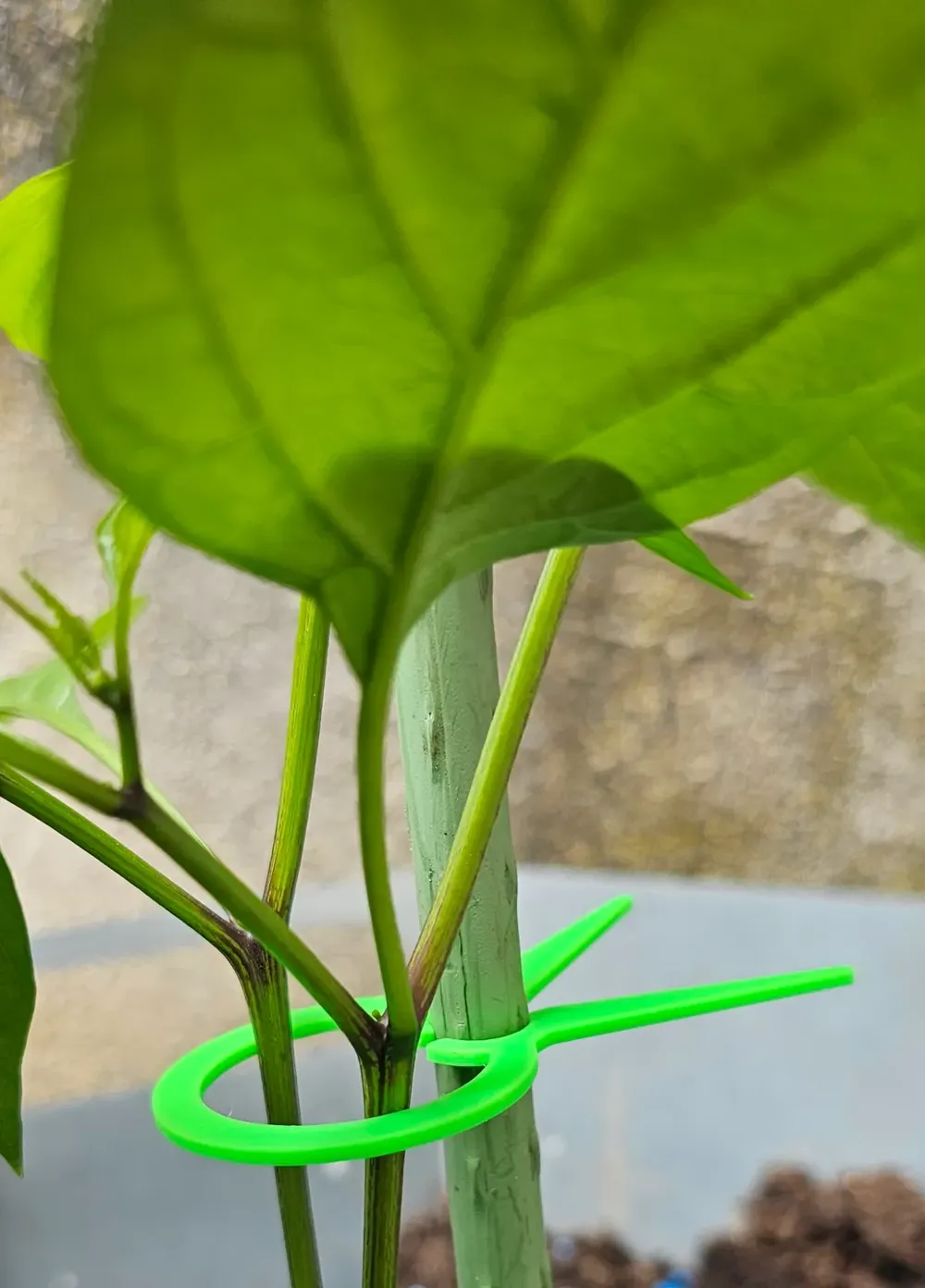 PflanzenClip / Plant Clip by Timo - MakerWorld