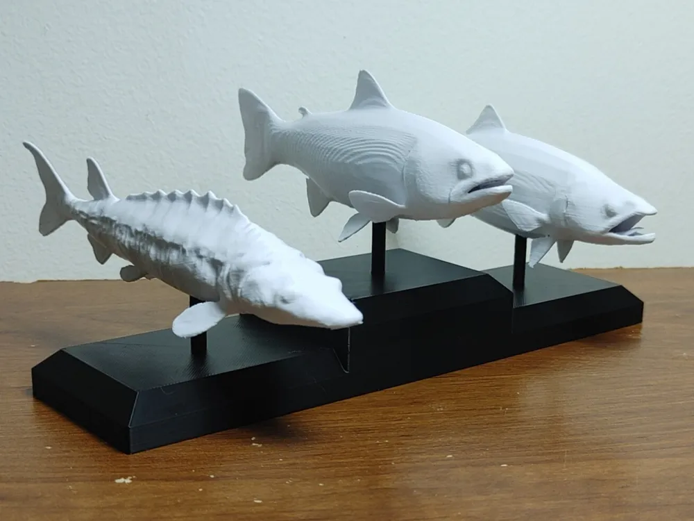 Multi-Fish Display Stand - Free 3D Print Model - MakerWorld