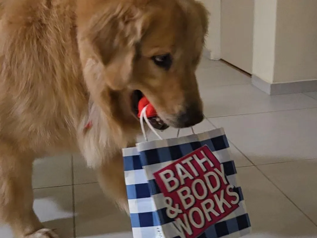 JawClasp- Universal bag holder for Dogs - Free 3D Print Model - MakerWorld