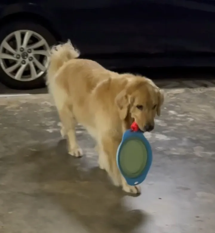 JawClasp- Universal bag holder for Dogs - Free 3D Print Model - MakerWorld