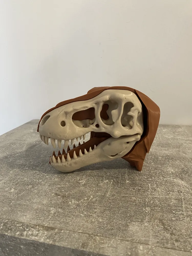 T-Rex Skull & Head – 2 Part Dino Fun! by Pedderick Designs MakerWorld ...