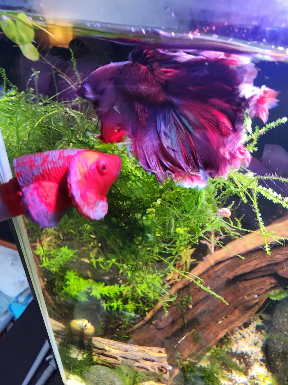 Betta Flare Stick by GrawvyRobber - MakerWorld