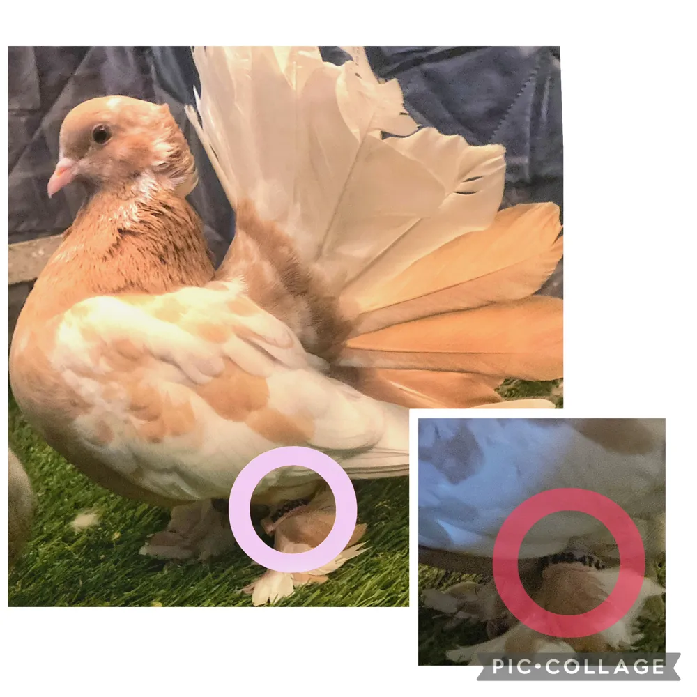 Custom Bird Leg Band- Chicken, Pigeon, Quail, etc. - Free 3D Print ...