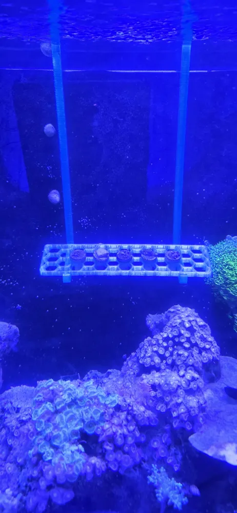 Hanging Coral Frag Rack - Free 3D Print Model - MakerWorld