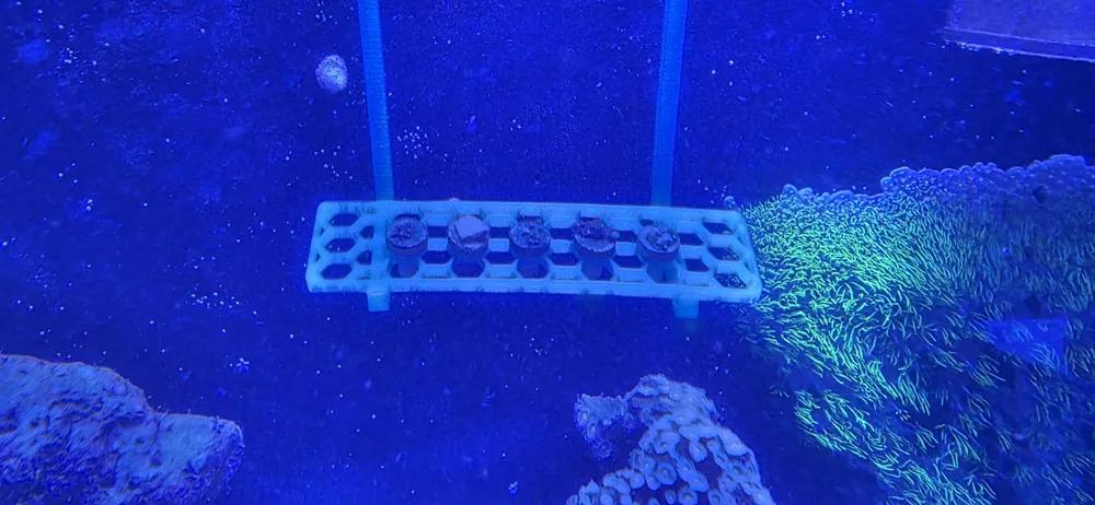 Hanging Coral Frag Rack - Free 3D Print Model - MakerWorld