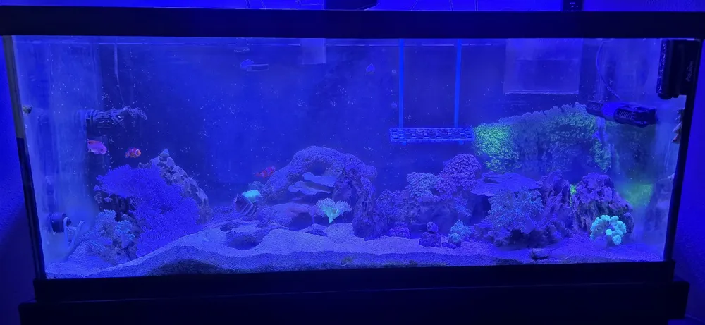 Hanging Coral Frag Rack - Free 3D Print Model - MakerWorld