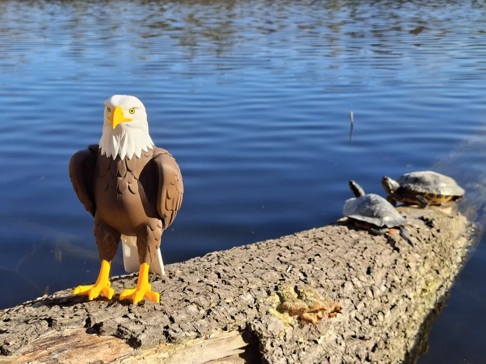 Multi-Color Bald Eagle 1:4 Scale - Free 3D Print Model - MakerWorld