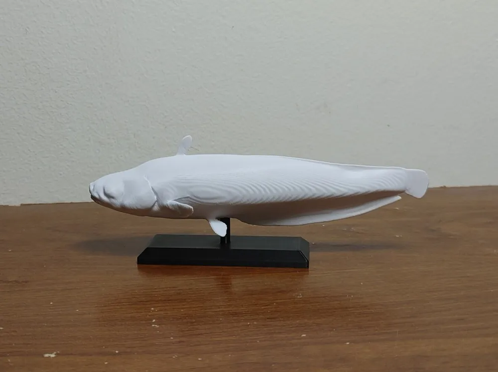 Wels Catfish Fish Mount by Fish PrintsMakerWorld: Download Free 3D Models