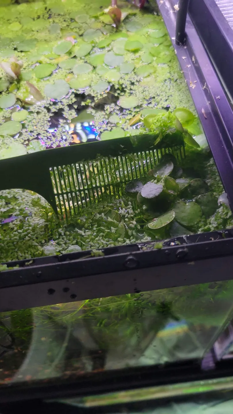 Duck Weed Comb - Free 3D Print Model - MakerWorld