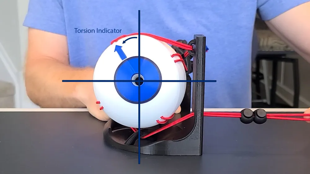 Extraocular Muscles - Human Eye Model by DanMan MakerWorld: Download ...