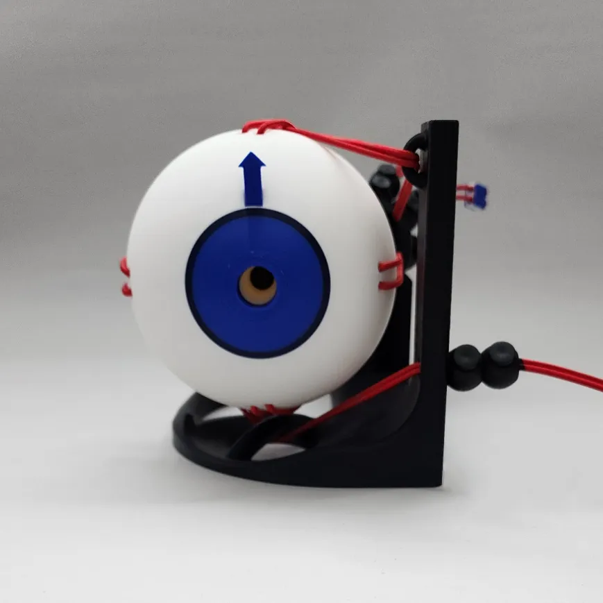 Extraocular Muscles - Human Eye Model by DanMan MakerWorld: Download ...